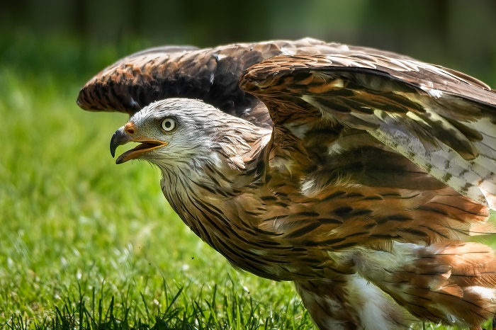 Rotmilan - Roter Milan - Gabelweihe - Königsweihe