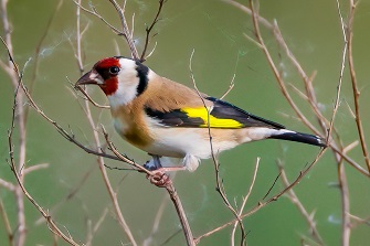 Singvögel und Spechte