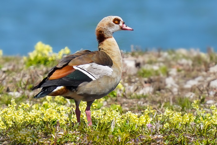 Nilgans