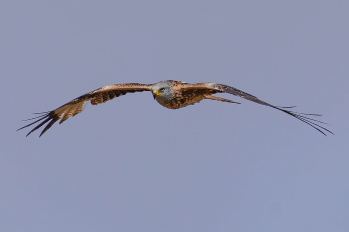 Rotmilan - Roter Milan - Gabelweihe - Königsweihe
